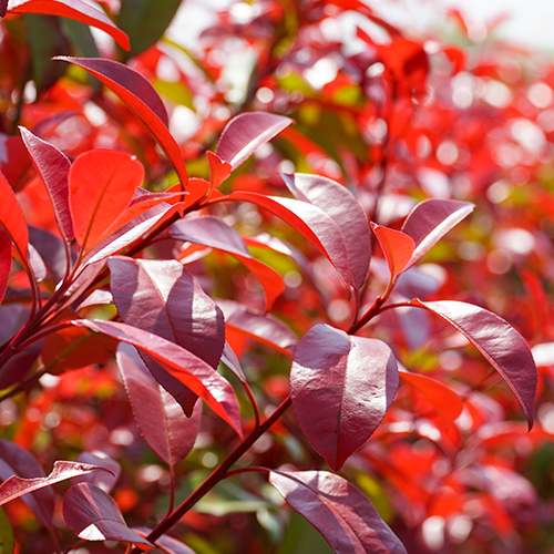 Leiphotinia kopen | Photinia Red Robin is groenblijvend | Online kopen ...