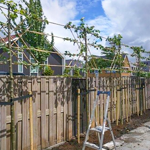 Boompaal kopen| Boompaal keuze uit diverse lengte's| Bomenenzo.nl