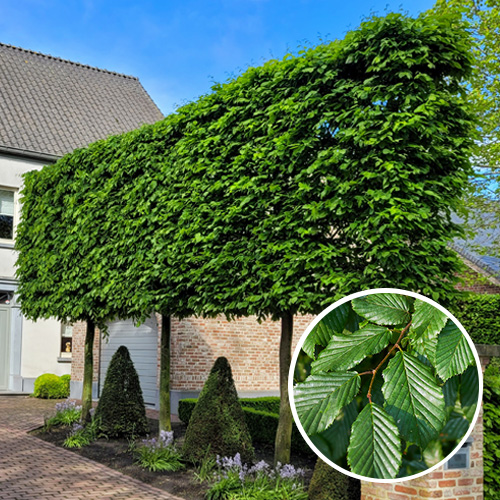 Lei Sierpeer kopen | Witte bloesem boom online bestellen | Bomenenzo.nl