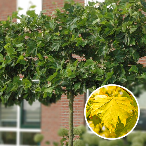 Leilinde | Tilia europaea 'Pallida'