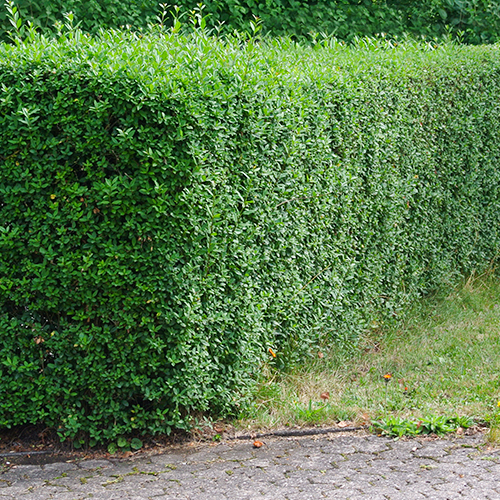 Bomenenzo.nl - Groene beukenhaag Bladhoudend, groene beukenhaag ...