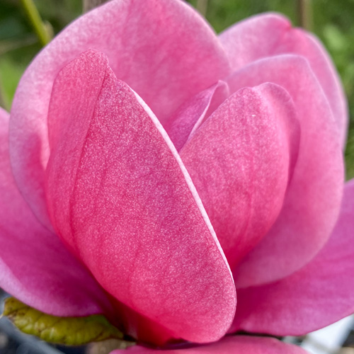 Magnolia grandiflora Gallisoniensis kopen | Keuze uit diverse ...