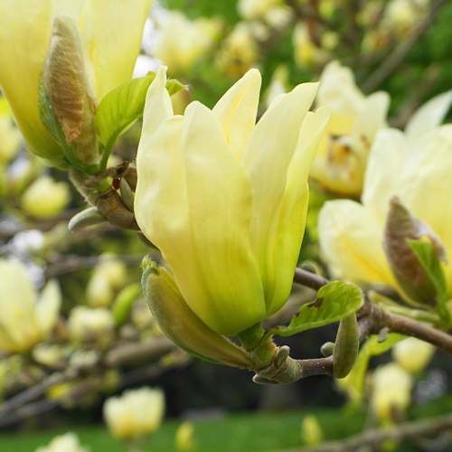 Magnolia 'Sunrise'
