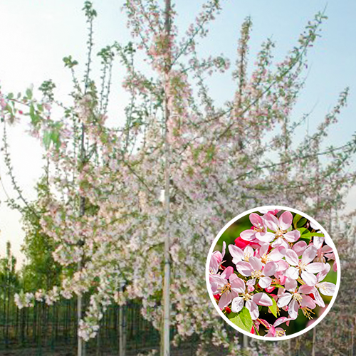 Malus 'Wintergold' kopen | Goudgele sierappel | Rechtstreeks uit eigen ...