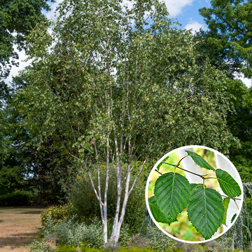 Kurkeik meerstammig | Quercus suber