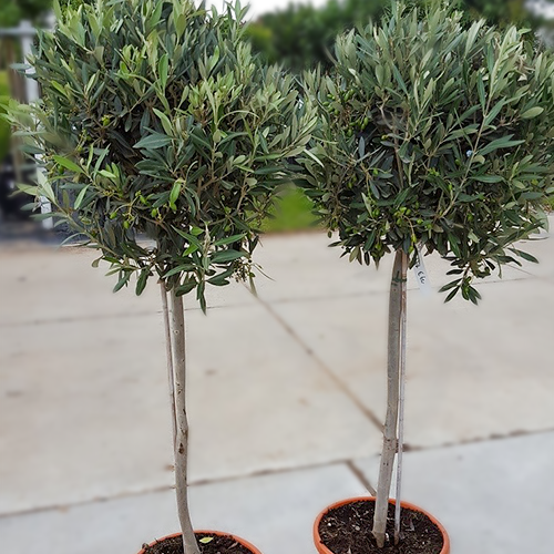 Olijfboom 'Joven' | Olea europaea