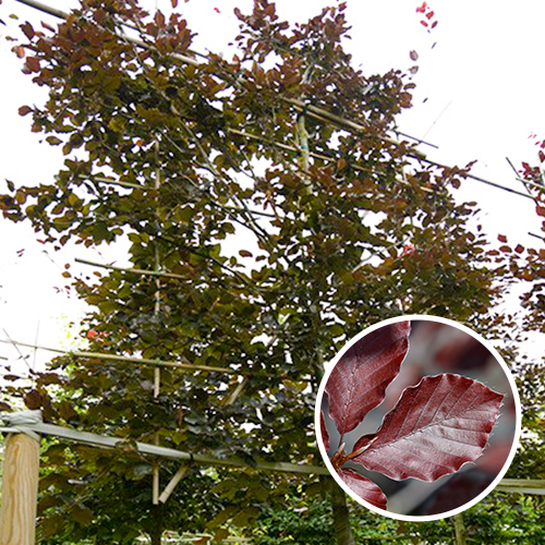 Grote, oude Rode Beuk kopen? | Direct uit eigen kwekerij!