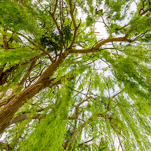 Treurwilg kopen | Makkelijke groeier | Eigen kwekerij en online te ...