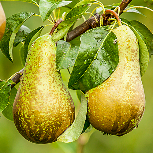Oude Perenboom kopen | Perenboom Conference wit bloeiend | Bomenenzo