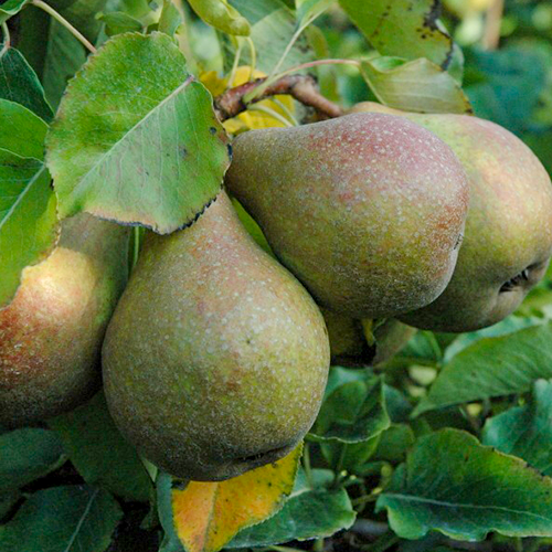 Oude Perenboom kopen | Perenboom Conference wit bloeiend | Bomenenzo