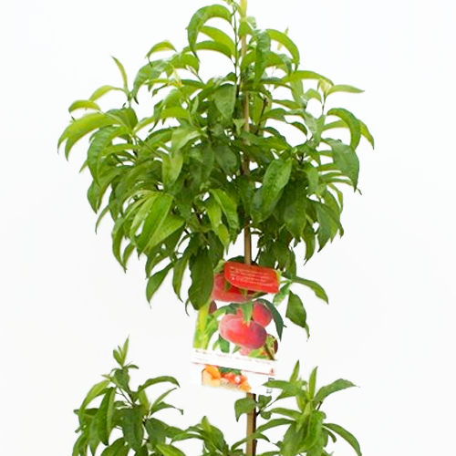 De platte Perzik Saturn, ofwel de wilde bosperzik, is nu al vanaf €16 ...