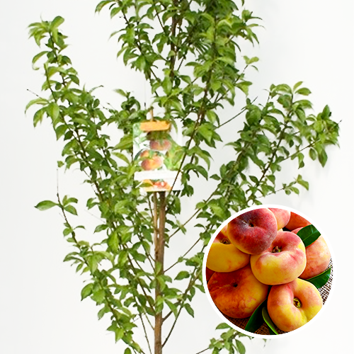 Perzik Peregrine nu in pot leverbaar. Te koop als leiboom of op ...