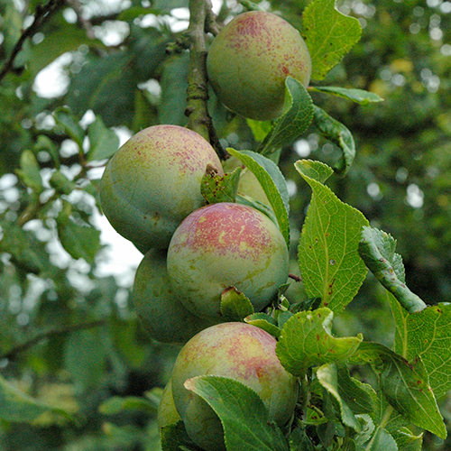 Prunus domestica Opal | Pruimenboom Opal kleine pruim met volle zoete ...