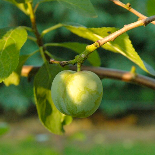 Prunus domestica Czar | Pruimenboom Czar kleine ovale pruim. Zoet van ...