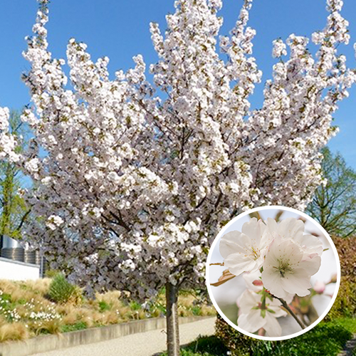 Zuilvormige Japanse Sierkers | Prunus serrulata 'Amanogawa ...