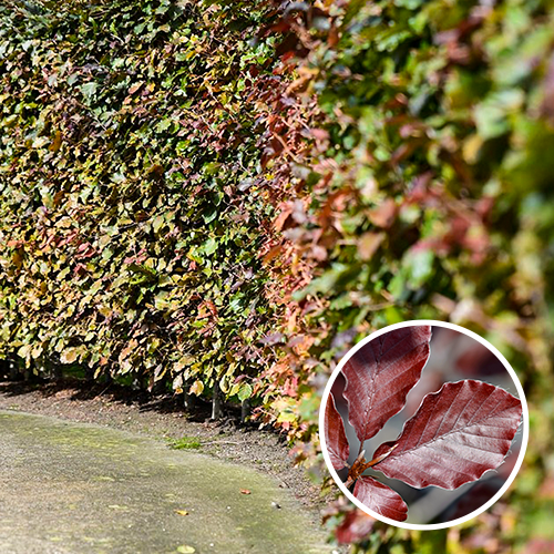 Bomen, tuinplanten & haagplanten kopen uit eigen kwekerij