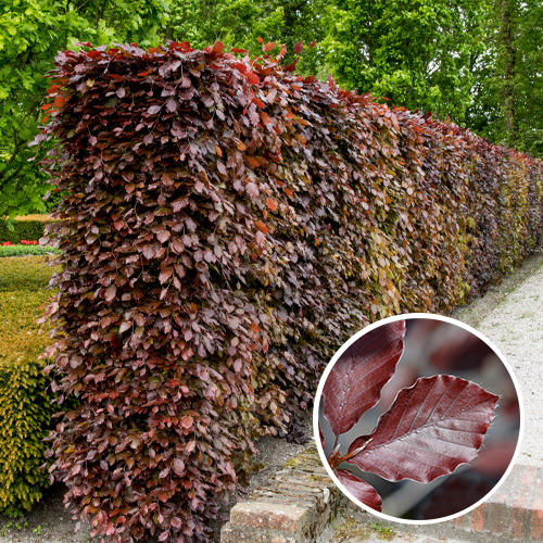 Leiphotinia kopen | Photinia Red Robin is groenblijvend | Online kopen ...