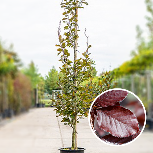 Zuilvormige Japanse Sierkers | Prunus serrulata 'Amanogawa ...