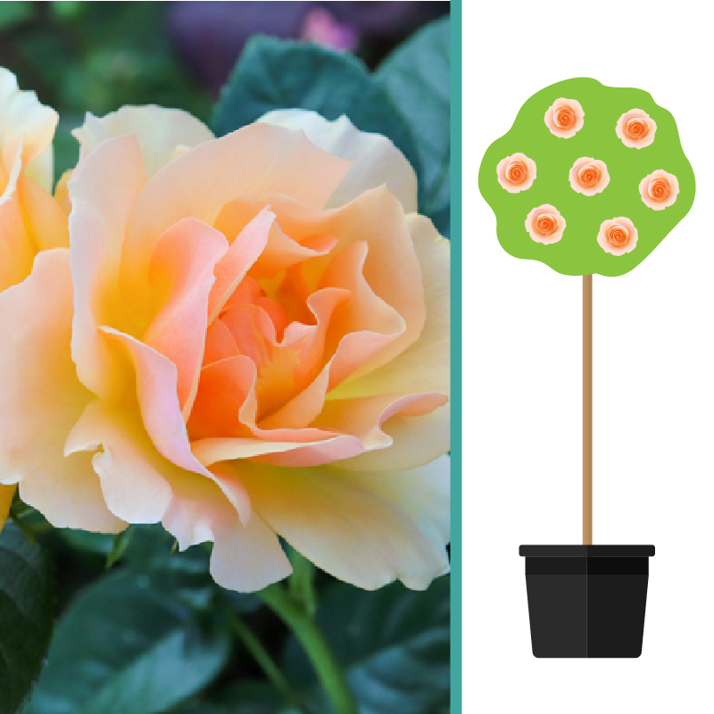 Rosa 'Nostalgie' op stam | Stamroos