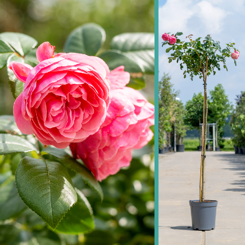 Rosa 'Nostalgie' op stam | Stamroos