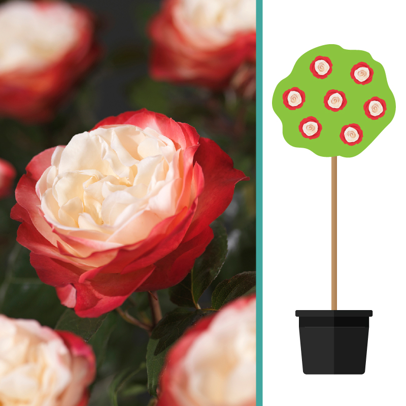 Stamrozen | Rozen op stam | Rosa