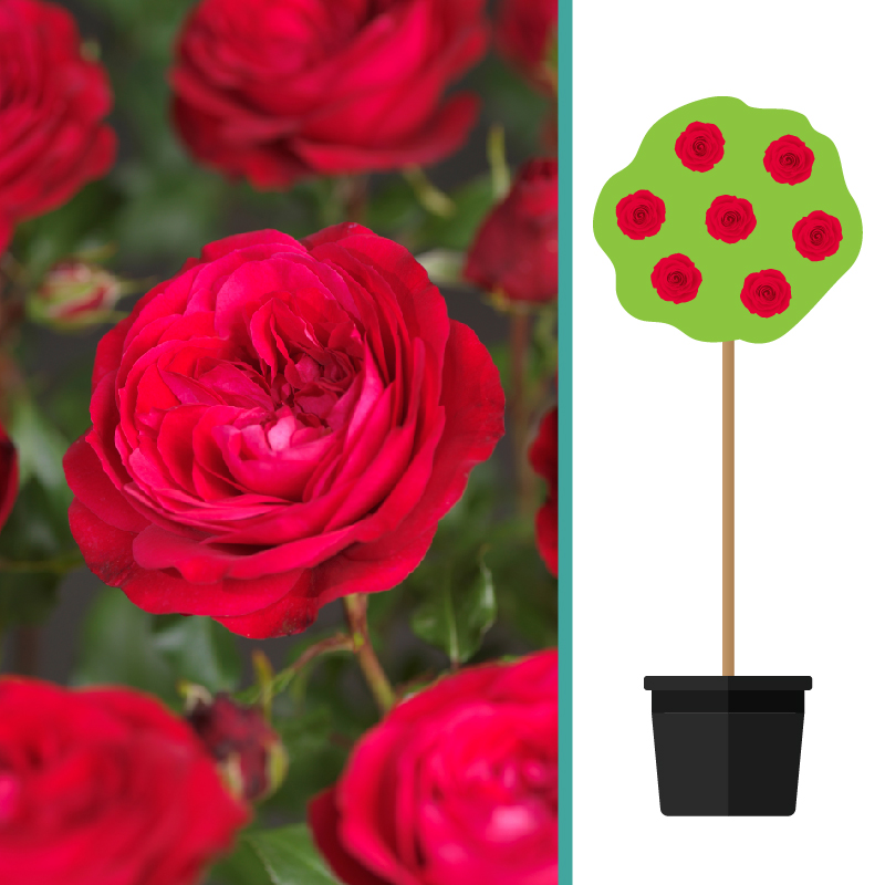 Rosa 'The Poet's Wife' op stam | Gele stamroos