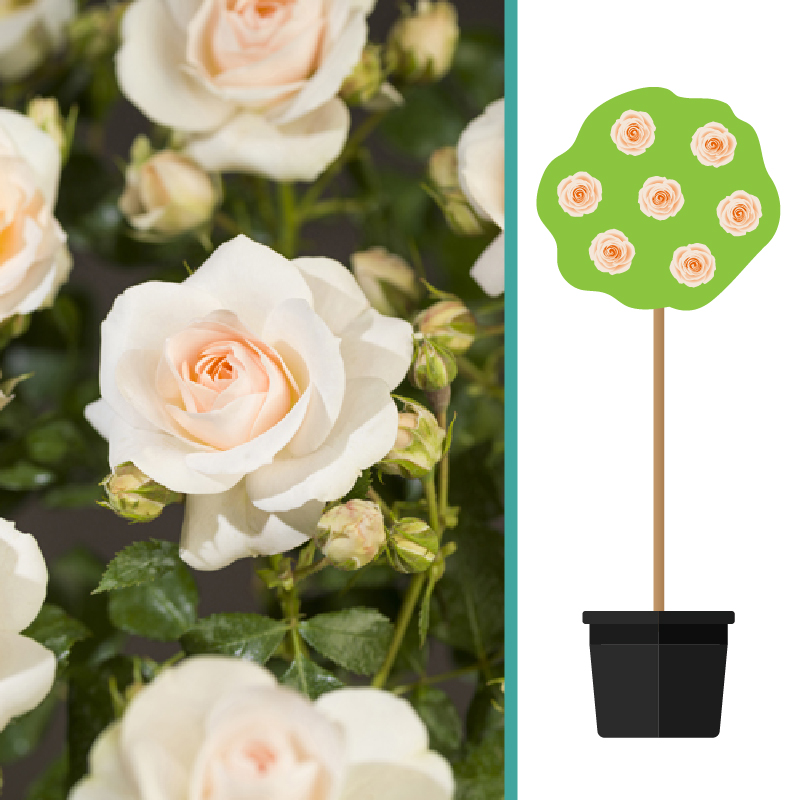 Rosa 'Schneewittchen' op stam | Klassieke witte stamroos