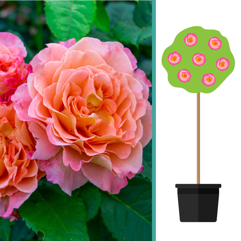 Stamrozen | Rozen op stam | Rosa