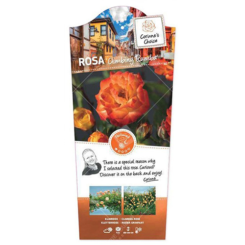 Aster 'Jenny' | Herfstaster