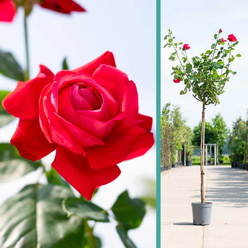 Stamrozen | Rozen op stam | Rosa