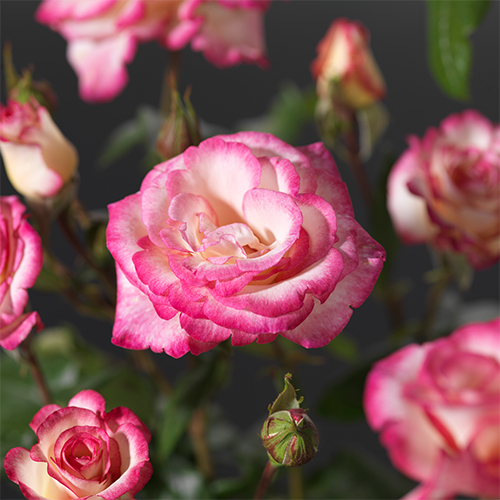 Rosa 'Racquel Renaissance' | Sterk geurende, lichtroze klimroos | Rechtstreeks uit onze kwekerij!