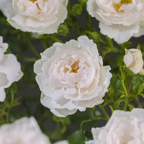 Rosa 'Minerva' op stam | Stamroos