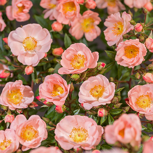 Rosa 'Freisinger Morgenröte' | Doorbloeiende klimroos | Rechtstreeks uit onze kwekerij!