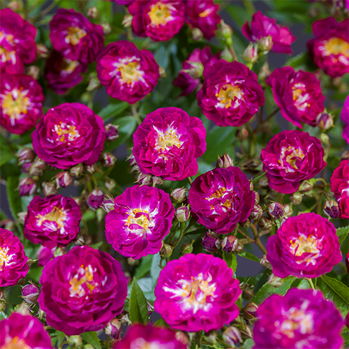 Rosa 'Yellow Meilove' | Beschikbaar als struikroos én stamroos | Uit onze kwekerij!