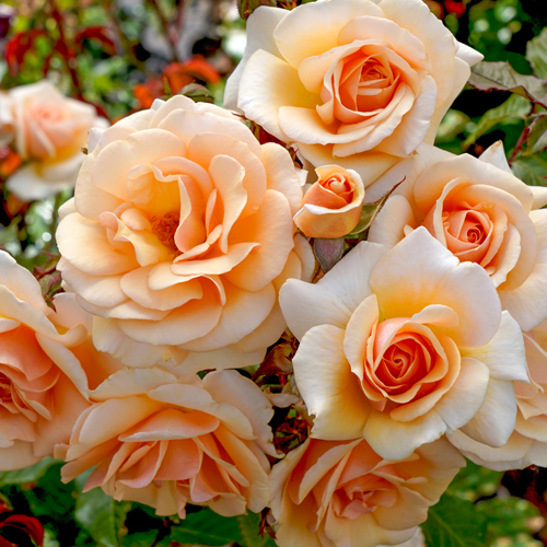 Rosa 'Sweet Romanza' | Struikroos | Rechtstreeks uit onze kwekerij!