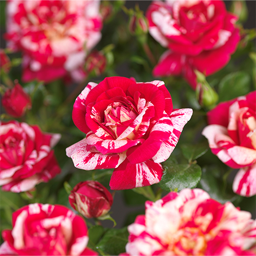 Rosa 'Pirouette Courtyard' | Doorbloeiende klimroos | rechtstreeks uit onze kwekerij!