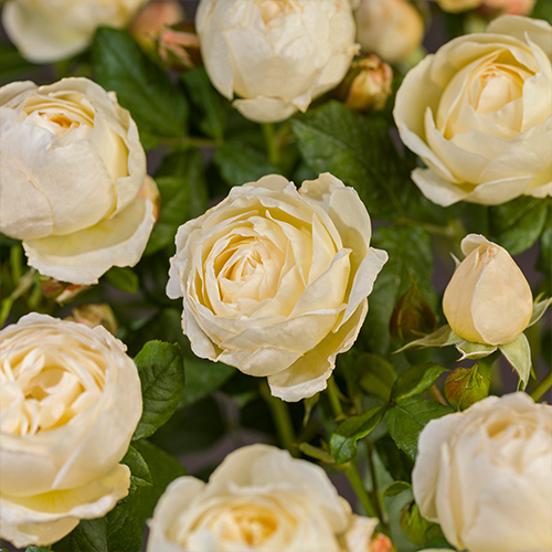 Rosa 'Racquel Renaissance' | Sterk geurende, lichtroze klimroos | Rechtstreeks uit onze kwekerij!