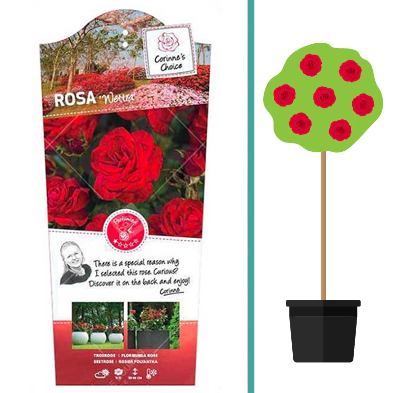 Stamrozen | Rozen op stam | Rosa