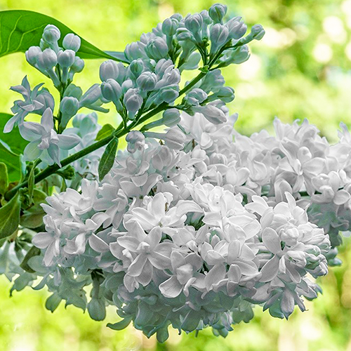 Sering 'Sensation' | Syringa vulgaris