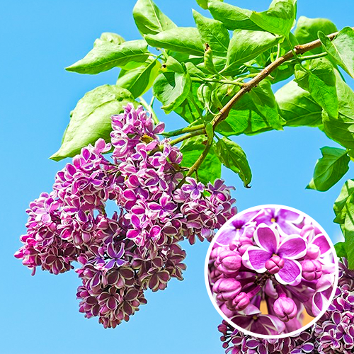 Dwergsering | Syringa meyeri 'Palibin'