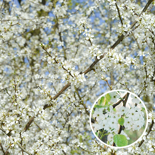 Bomenenzo.nl - Bolacacia, bolacacia kopen, bolacacia planten