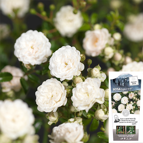 Rosa 'Wettra' | Beschikbaar als struikroos én stamroos | Uit onze kwekerij!