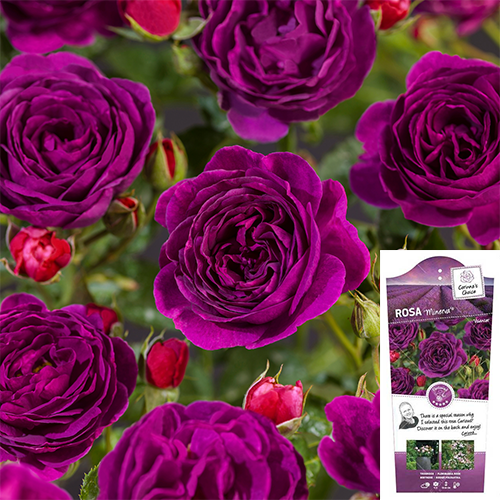 Rosa 'Yellow Meilove' | Beschikbaar als struikroos én stamroos | Uit onze kwekerij!