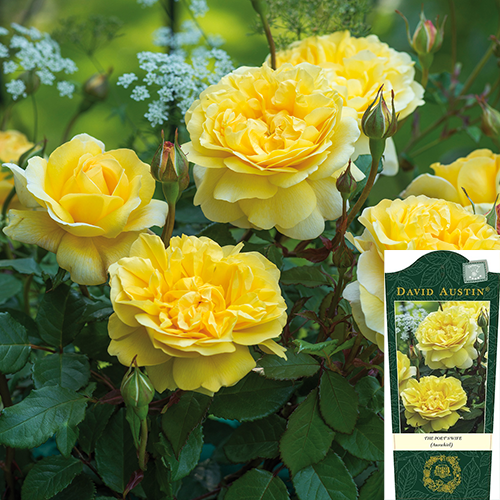 Rosa 'Wettra' | Beschikbaar als struikroos én stamroos | Uit onze kwekerij!