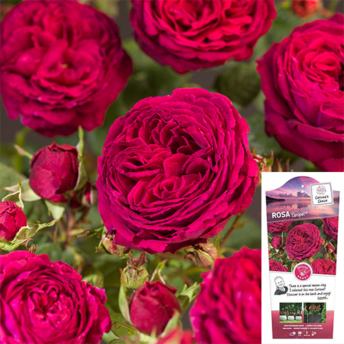 Rosa 'Melrose' | Opvallende struikroos | Rechtstreeks uit onze kwekerij!