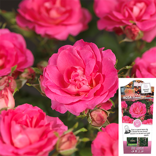 Rosa 'Marie Curie' | Beschikbaar als struikroos én stamroos | Uit onze kwekerij!