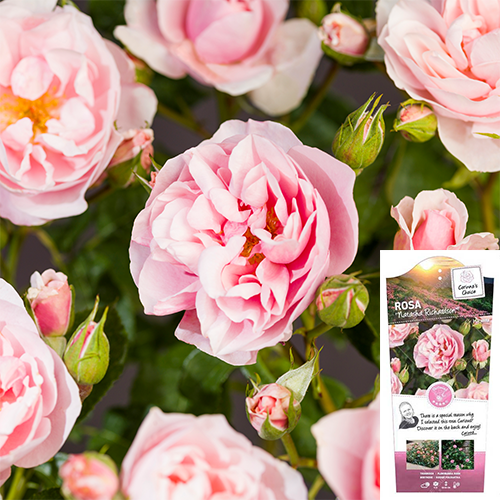 Rosa 'Kristal' | Struikroos | Uit onze eigen kwekerij!