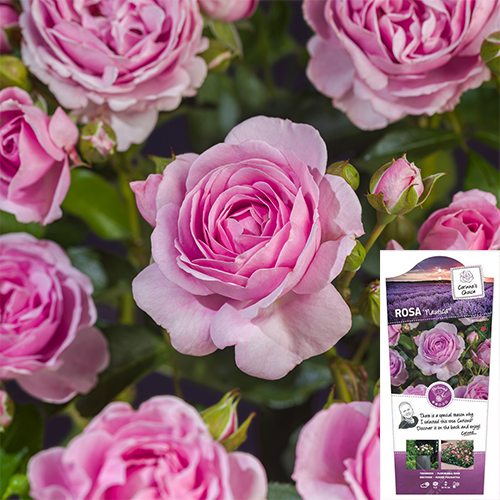 Rosa 'Minerva' | Beschikbaar als struikroos én stamroos | Uit onze kwekerij!