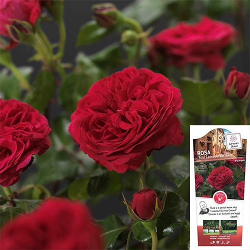 Rosa 'Leonardo da Vinci' op stam| Doorbloeiende stamroos