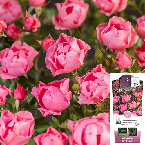 Rosa 'Red Meilove' | Beschikbaar als struikroos én stamroos | Uit onze kwekerij!